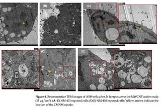 Xochi’s Substack | Dominique Guillet | Substack