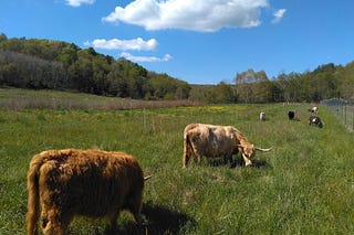 Josephine Porter Institute - Applied Biodynamics | Stewart K Lundy | Substack