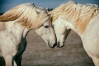 Ars Poetica | Substack