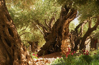 Simple Sheology | Kathleen Palmer | Substack