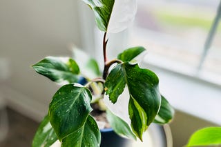 Nedra Nuggets | Nedra Glover Tawwab | Substack