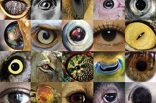 Sentientism | Jamie Woodhouse | Substack