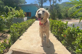 10,000 Dogs | Niall Harbison | Substack