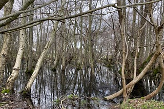 Bracken & Wrack | Imogen Ashwin | Substack