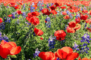 This Week in Georgetown | Hello Georgetown | Substack