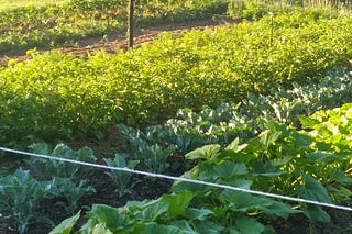 The Druid Stares Back | Substack