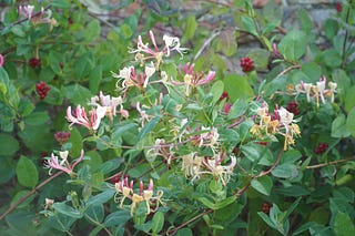 From Seed to Bloom | Camilla Grayley | Substack