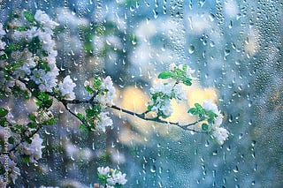 Thoughtfox | Michael Lindsey | Substack