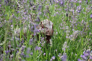 Garden Earth - Beyond sustainability | Gunnar Rundgren | Substack