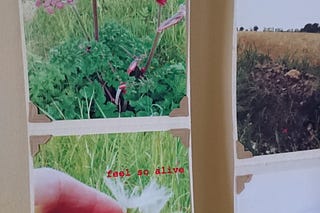 Bracken & Wrack | Imogen Ashwin | Substack