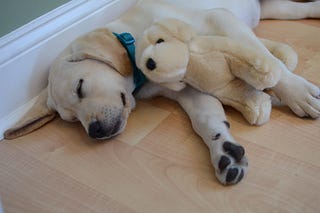 Journalism jobs and a photo of my dog | Mandy Hofmockel | Substack