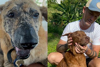 Happy Doggo | Niall Harbison | Substack