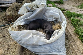 Edward Slavsquat | Substack