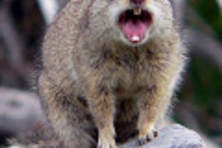 Exulansic’s Podcast | Substack