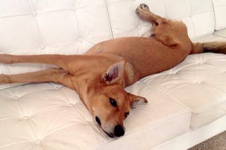 Multi-Baggers with Joe Springer | Substack