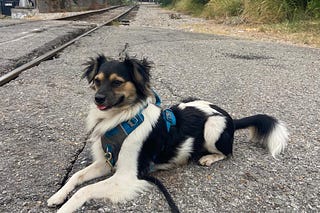 Mini 1000 | Jami Attenberg | Substack