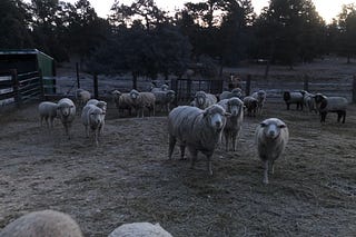 Fat Turkey Farm | Substack