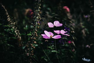 Pollination Garden | Mel Adams | Substack