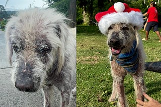 Happy Doggo | Niall Harbison | Substack