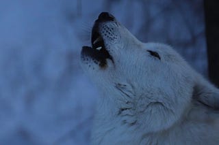 Falling Up | Pierre | Substack