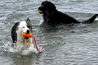 My Orkney Island Life | Rosemary Moon | Substack