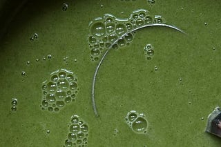 Forklore | Maddy | Substack