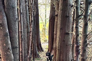 Youier | El Edwards | Substack