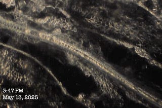 FM8’s Substack | Substack