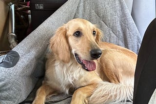 Gray's Voice | Connie Gray | Substack