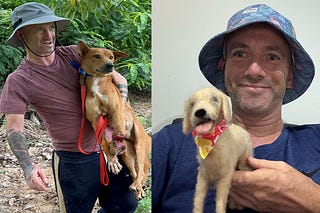 Happy Doggo | Niall Harbison | Substack