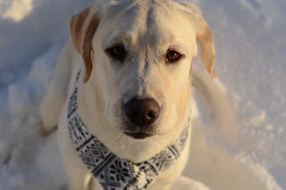 Journalism jobs and a photo of my dog | Mandy Hofmockel | Substack