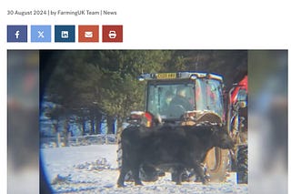 Mary Harrington | Substack