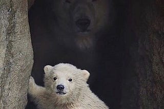 Screaming into the Void | SimulationCommander | Substack