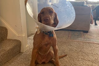 Caroline’s Substack | Caroline Thomason | Substack