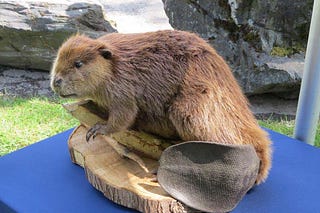 Oregon Roundup | Jeff Eager | Substack