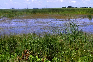 The Swine Republic | Chris Jones | Substack