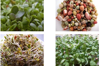 Sproutpeople’s Newsletter | Substack