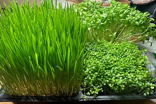 Sproutpeople’s Newsletter | Substack