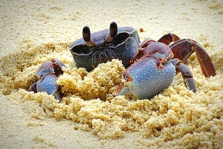 Medlibs Miscellany | Tracy Shields | Substack