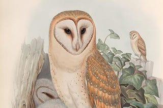 Slowpoke | Carson Ellis | Substack