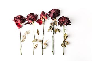 Bonner Private Research | Substack