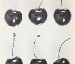 Practice Round | Preslea | Substack