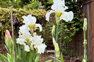 Echoes + Evidence | Ali Edwards | Substack