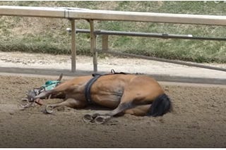 Seemorerocks | Robin Westenra | Substack