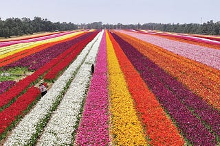 Diario de la Procrastinación | Diego Geddes | Substack