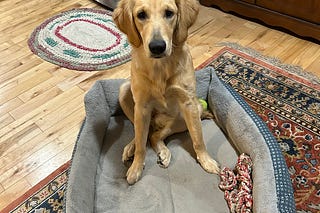 Gray's Voice | Connie Gray | Substack