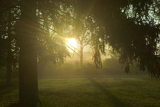 The Druid Stares Back | Substack