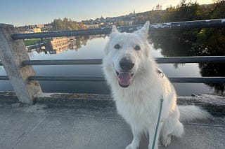 To the Contrary | Charlie Sykes | Substack