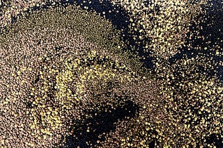 Sproutpeople’s Newsletter | Substack