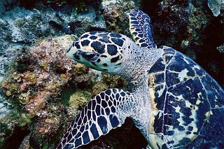 Glenn’s Substack | Glenn Harlan Reynolds | Substack